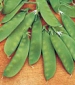 Organic Oregon Sugar Pod II Pea - St. Clare Heirloom Seeds - St. Clare ...