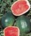 Watermelon - Black Diamond - St. Clare Heirloom Seeds
