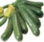Summer Squash - Fordhook Zucchini - St. Clare Heirloom Seeds