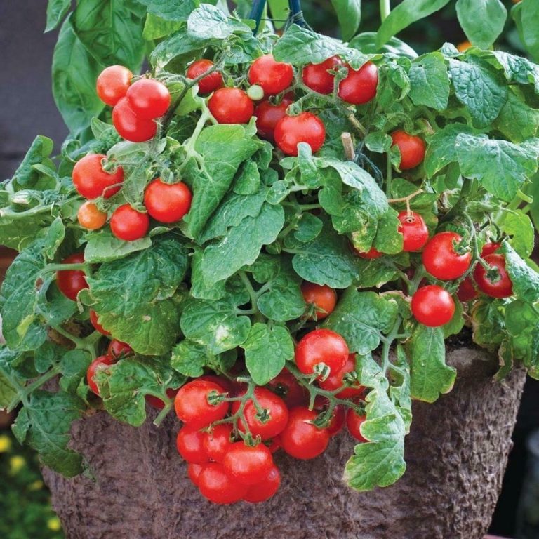 Tomato - Tiny Tim - St. Clare Heirloom Seeds