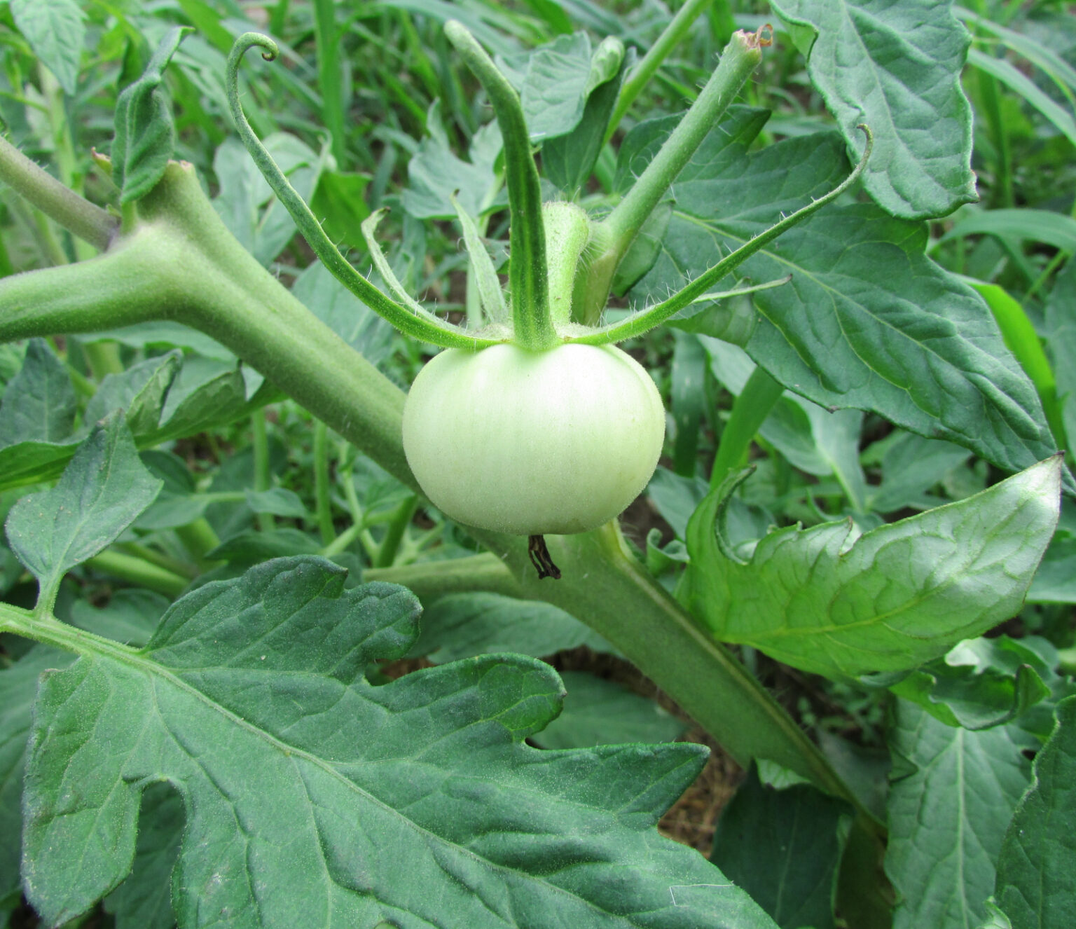 Tomato - Wisconsin 55 - St. Clare Heirloom Seeds