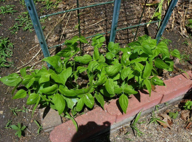 Bean, Pole - Kentucky Wonder - St. Clare Heirloom Seeds