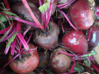Beet - Detroit Dark Red - St. Clare Heirloom Seeds