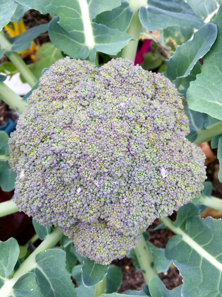 Broccoli - Waltham 29 - St. Clare Heirloom Seeds