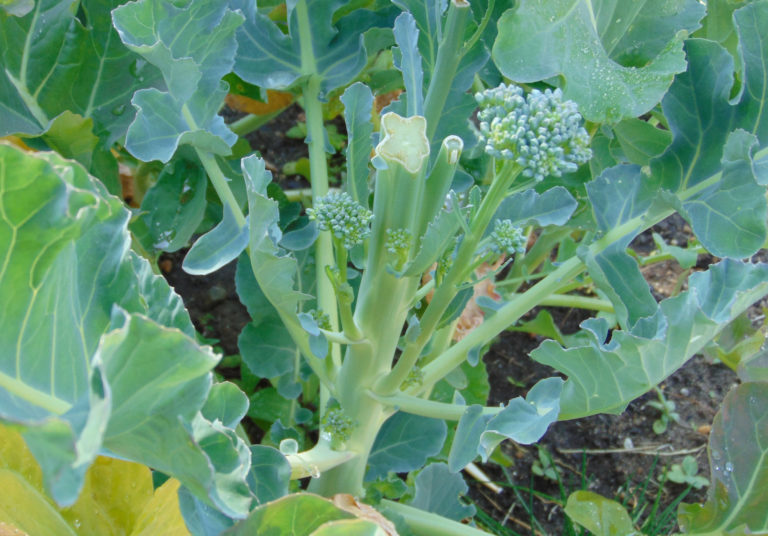 Broccoli - Waltham 29 - St. Clare Heirloom Seeds