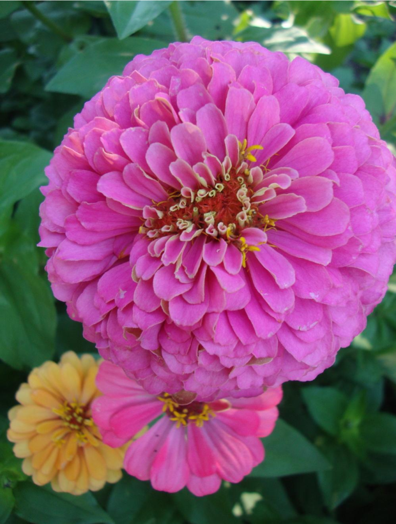 Flower - Zinnia - California Giant Mix - St. Clare Heirloom Seeds ...