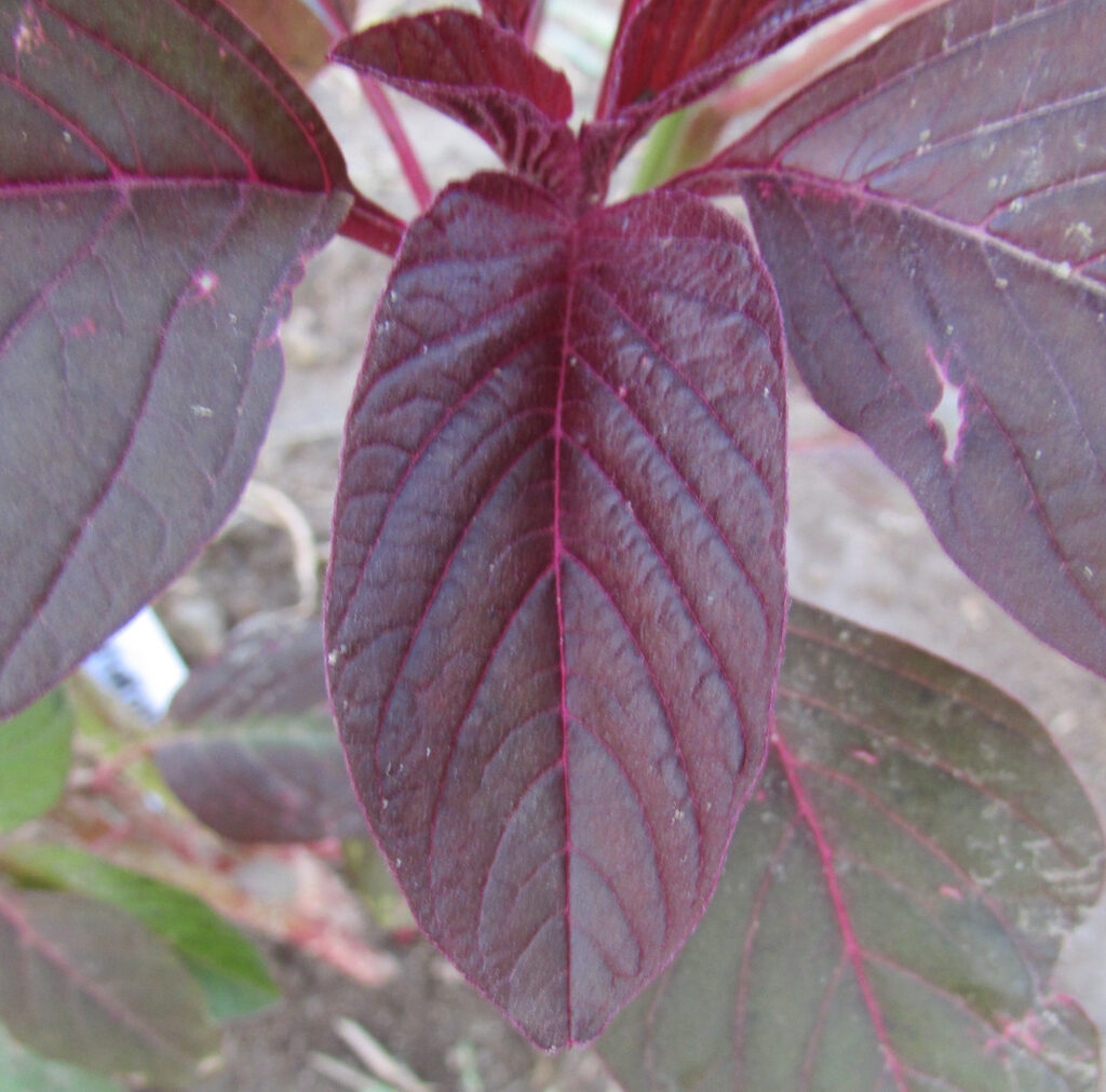 Herb - Amaranth - Red Garnet - St. Clare Heirloom Seeds