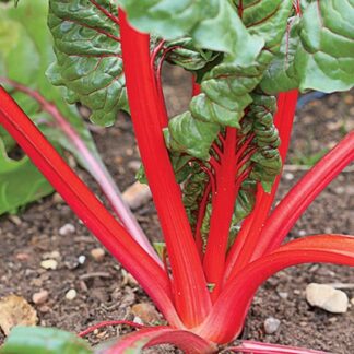 Swiss Chard - Ruby Red - St. Clare Heirloom Seeds