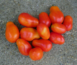 Paste Tomato Seeds - St. Clare Heirloom Seeds