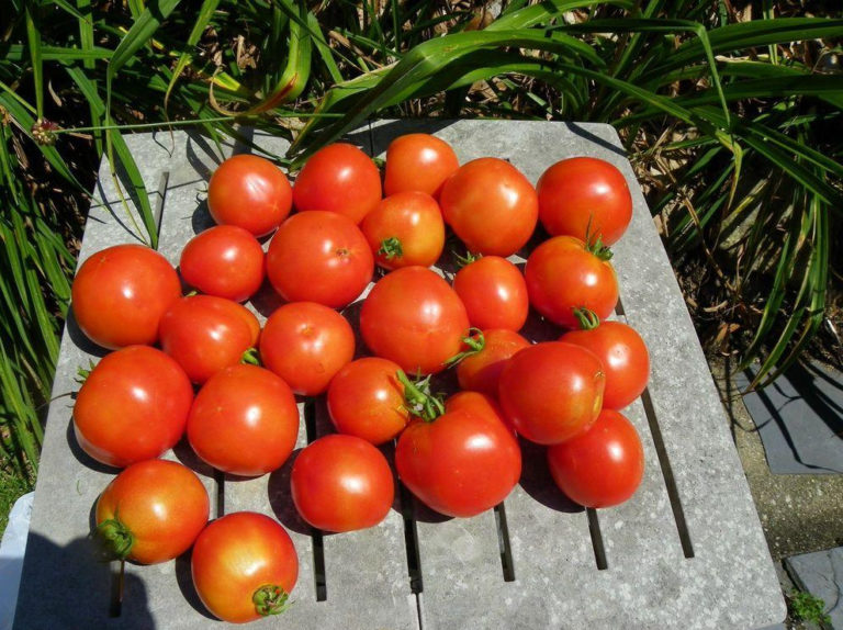 Tomato - Rutgers - St. Clare Heirloom Seeds
