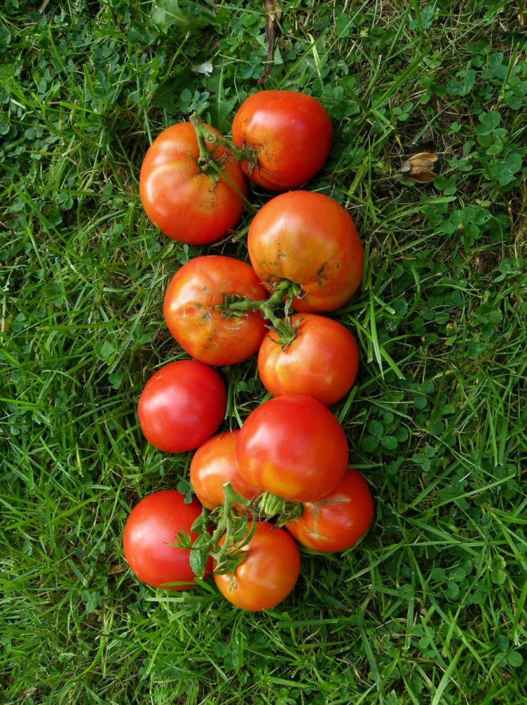 Tomato - Rutgers - St. Clare Heirloom Seeds