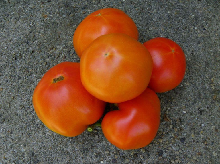 Tomato - Rutgers - St. Clare Heirloom Seeds