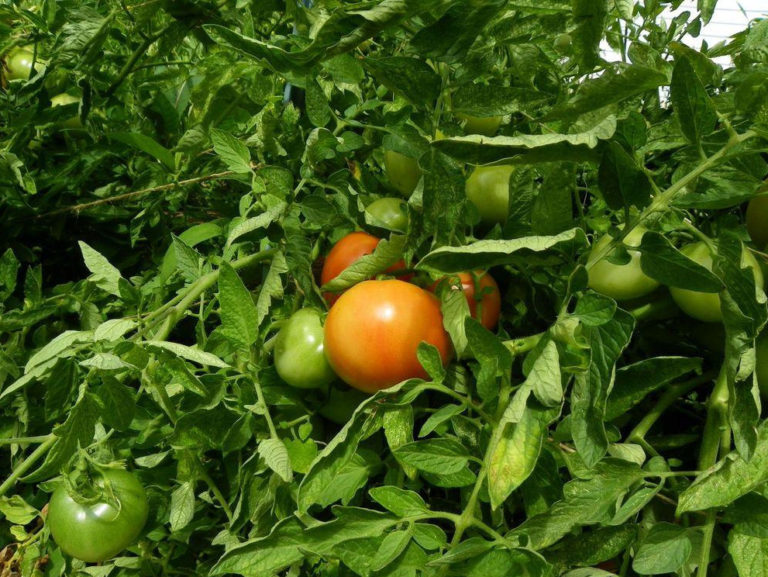 Tomato - Rutgers - St. Clare Heirloom Seeds