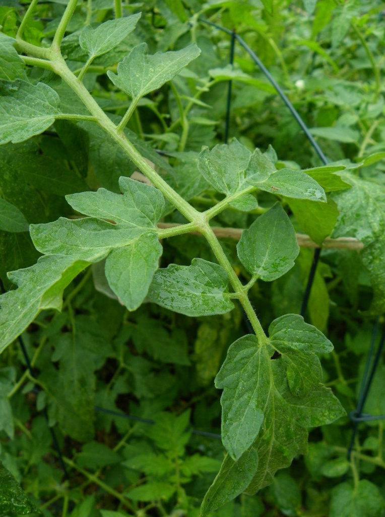 Tomato - Rutgers - St. Clare Heirloom Seeds