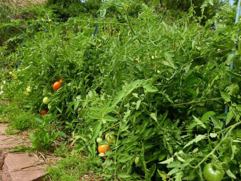 Tomato - Rutgers - St. Clare Heirloom Seeds