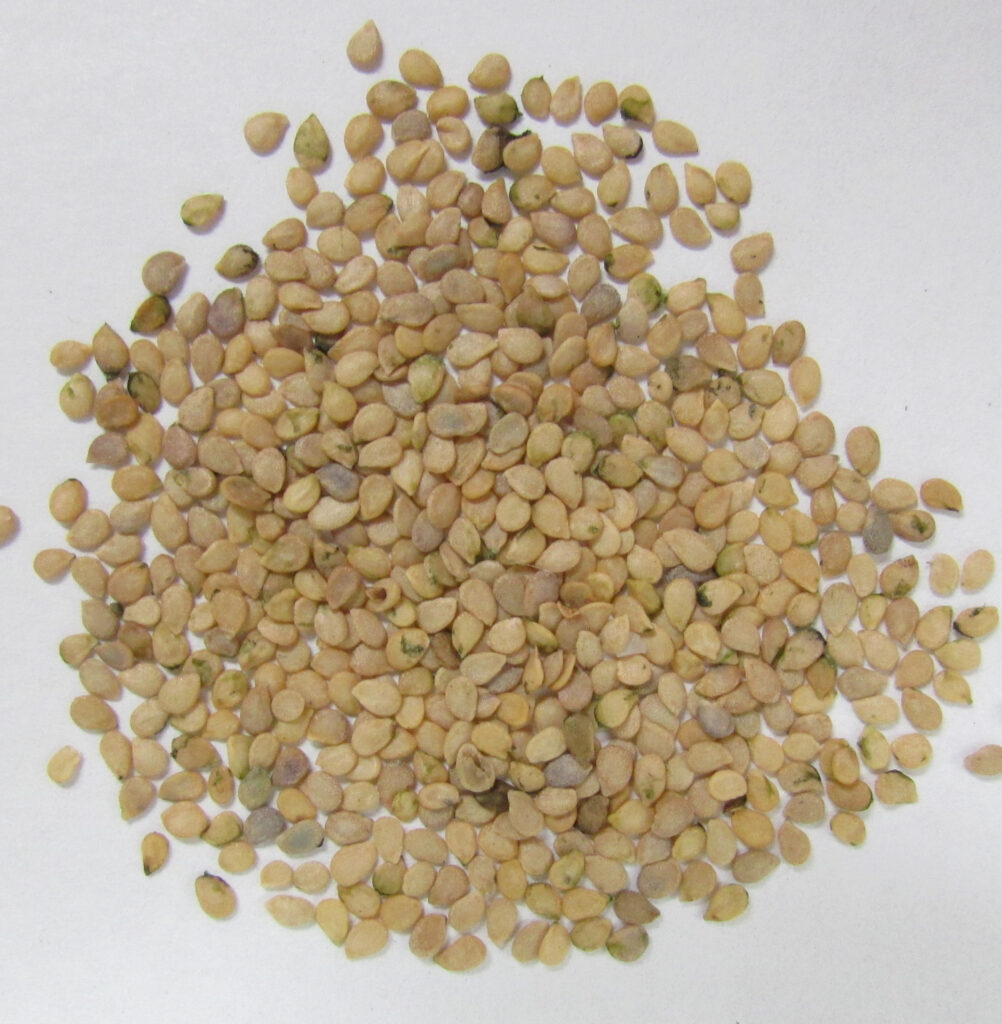 Garden Huckleberry - St. Clare Heirloom Seeds