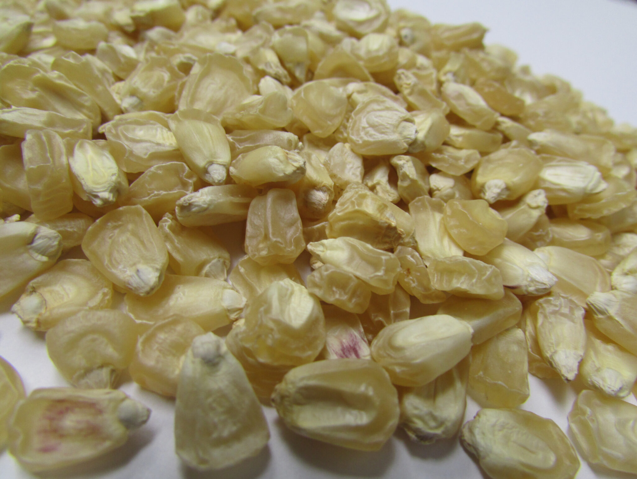 Corn - Stowell's Evergreen Non-GMO - St. Clare Heirloom Seeds