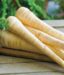 Parsnip - Harris Model - St. Clare Heirloom Seeds