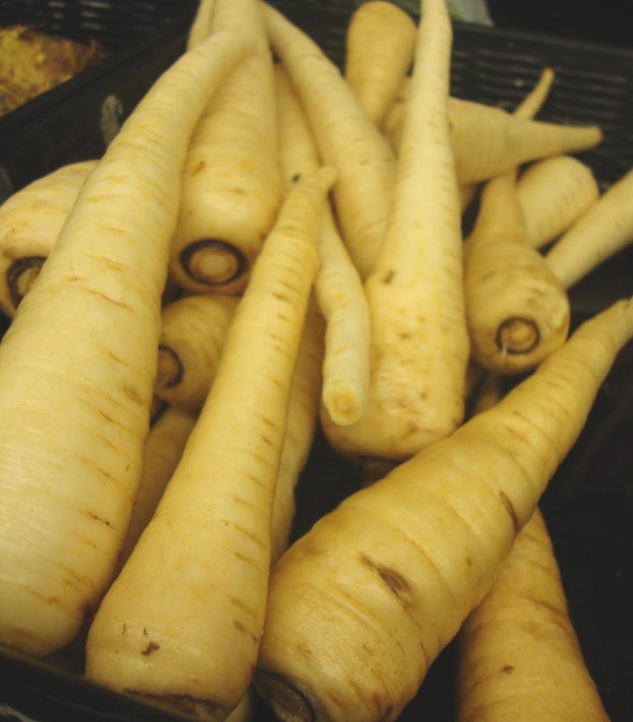 Parsnip - Harris Model - St. Clare Heirloom Seeds