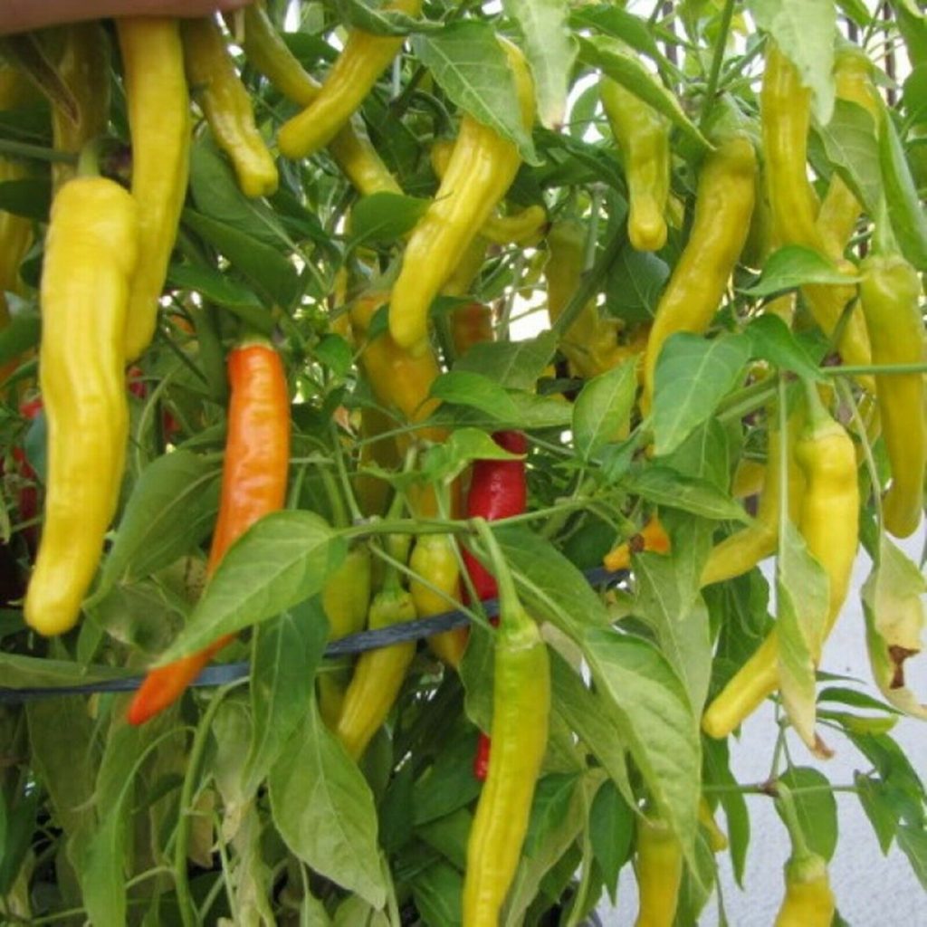 Hot Pepper - Hungarian Yellow Wax - St. Clare Heirloom Seeds