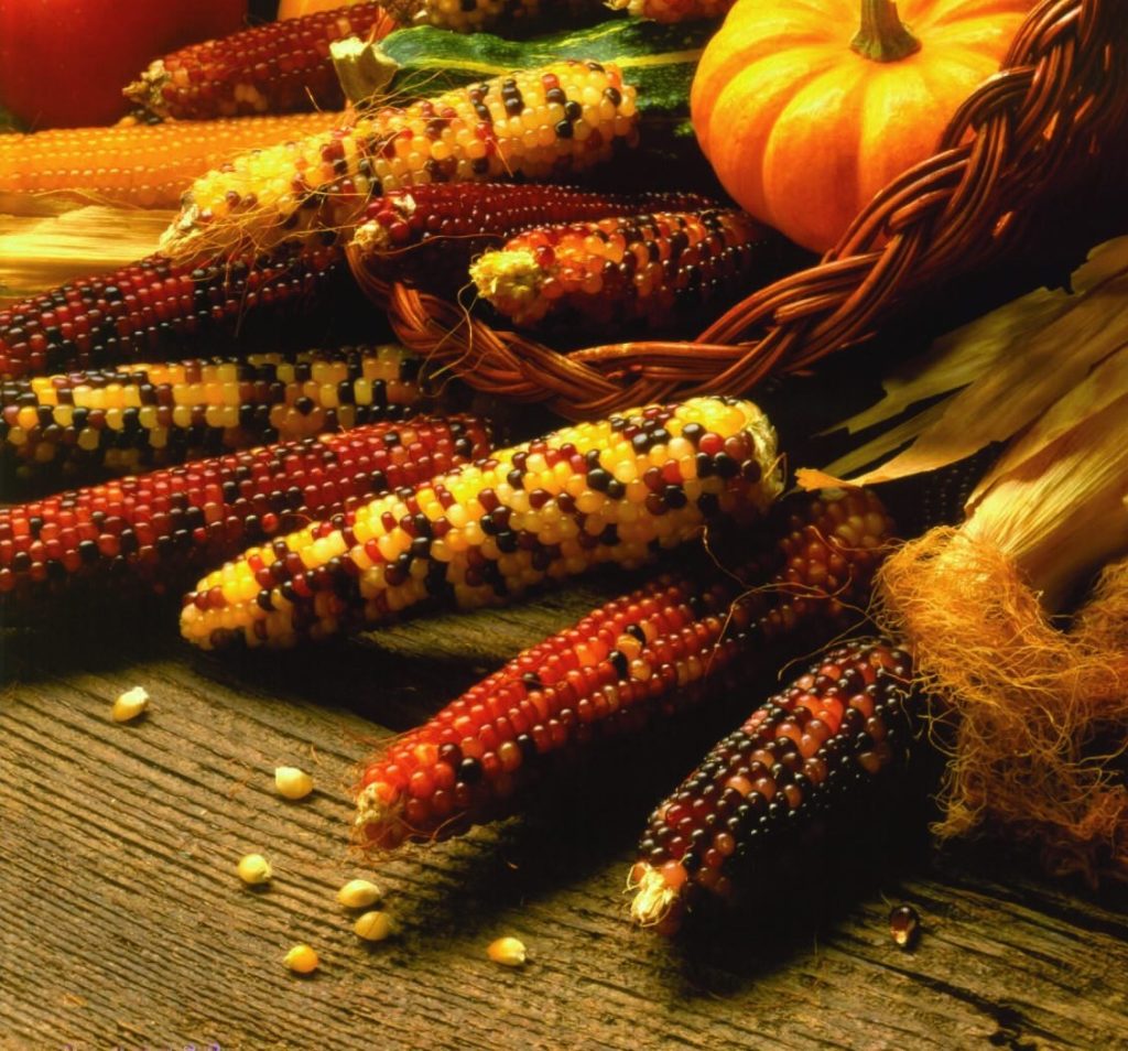 Popcorn - Carousel Mini - St. Clare Heirloom Seeds