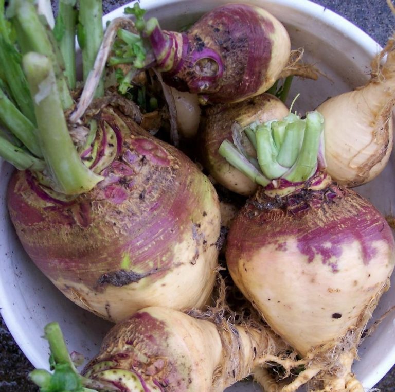 Rutabaga - American Purple Top - St. Clare Heirloom Seeds