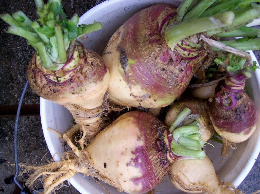 Rutabaga - American Purple Top - St. Clare Heirloom Seeds