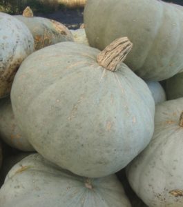 Winter Squash Seeds - St. Clare Heirloom Seeds