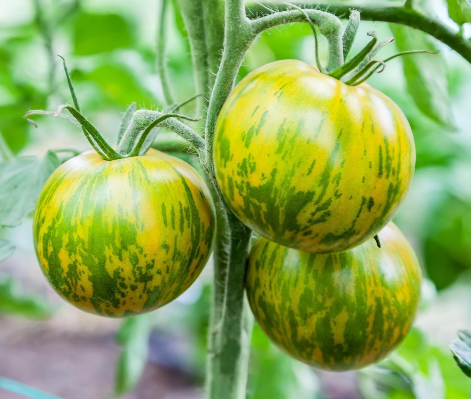 Tomato - Green Zebra - St. Clare Heirloom Seeds