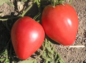 Tomato - Anna Russian - St. Clare Heirloom Seeds
