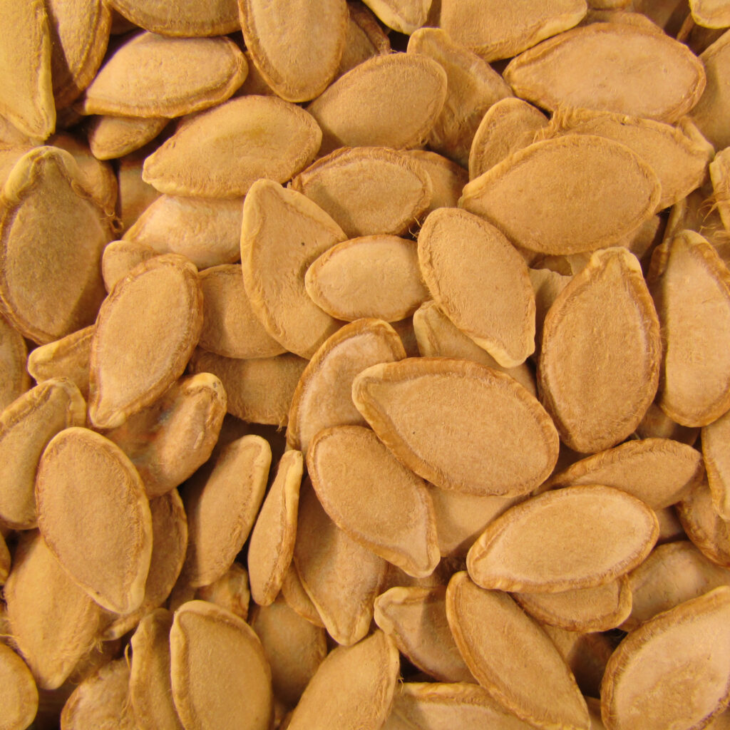 Winter Squash - Thelma Sanders - St. Clare Heirloom Seeds