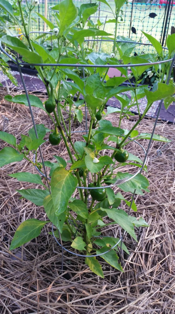 Hot Pepper - Large Red Cherry - St. Clare Heirloom Seeds