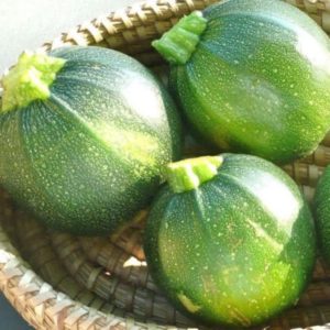 Summer Squash - Fordhook Zucchini - St. Clare Heirloom Seeds