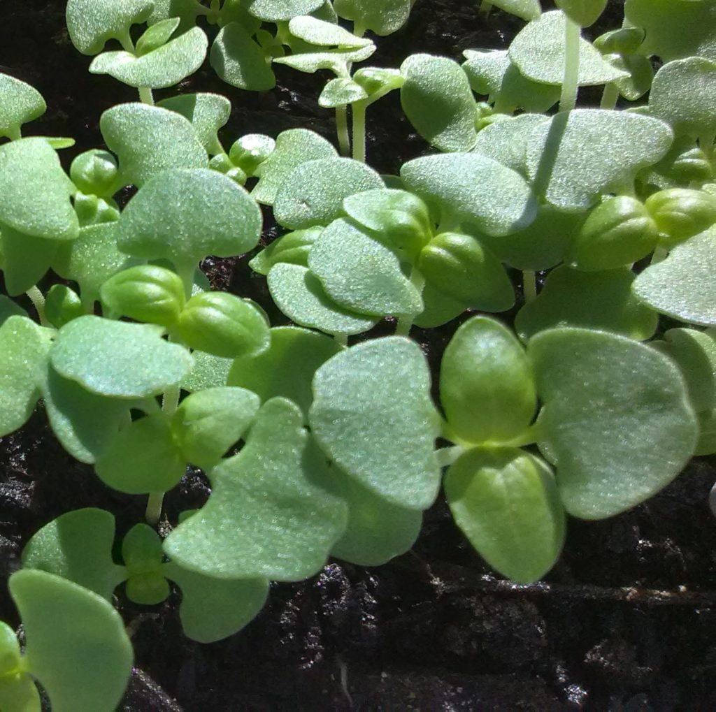 Basil, Sweet Microgreen Seeds - St. Clare Heirloom Seeds