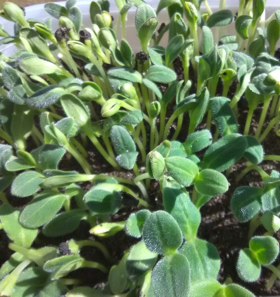 Borage Microgreen Seeds - St. Clare Heirloom Seeds