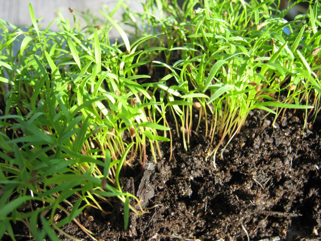 Carrot Microgreen Seeds - St. Clare Heirloom Seeds