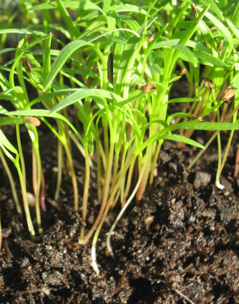 Carrot Microgreen Seeds - St. Clare Heirloom Seeds