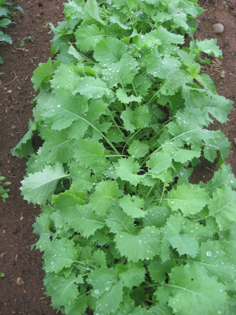 Kale - Siberian - St. Clare Heirloom Seeds