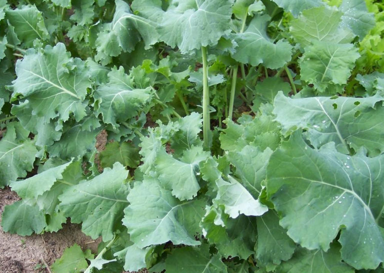 Kale - Siberian - St. Clare Heirloom Seeds