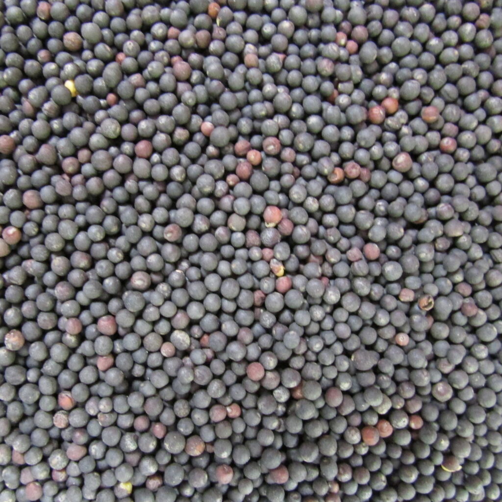 Kale - Lacinato - St. Clare Heirloom Seeds