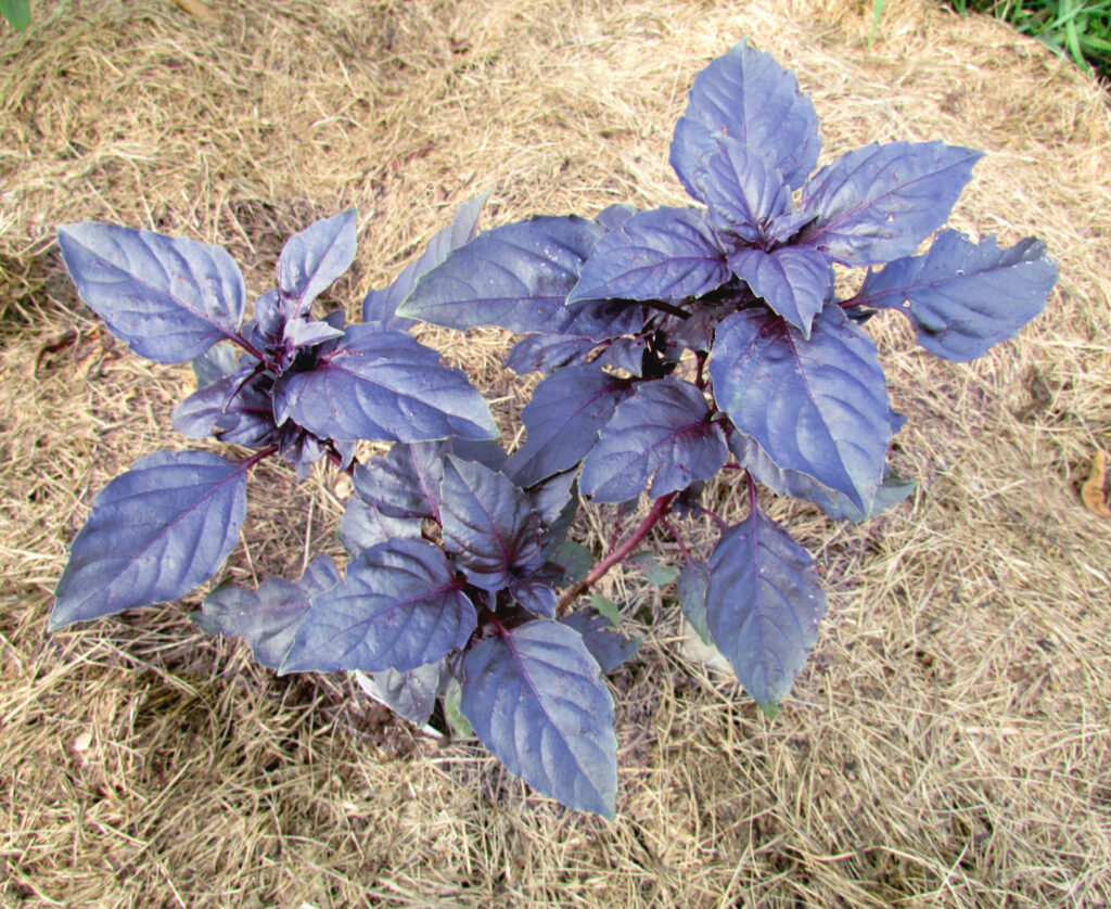 Herb - Basil - Purple Dark Opal - St. Clare Heirloom Seeds