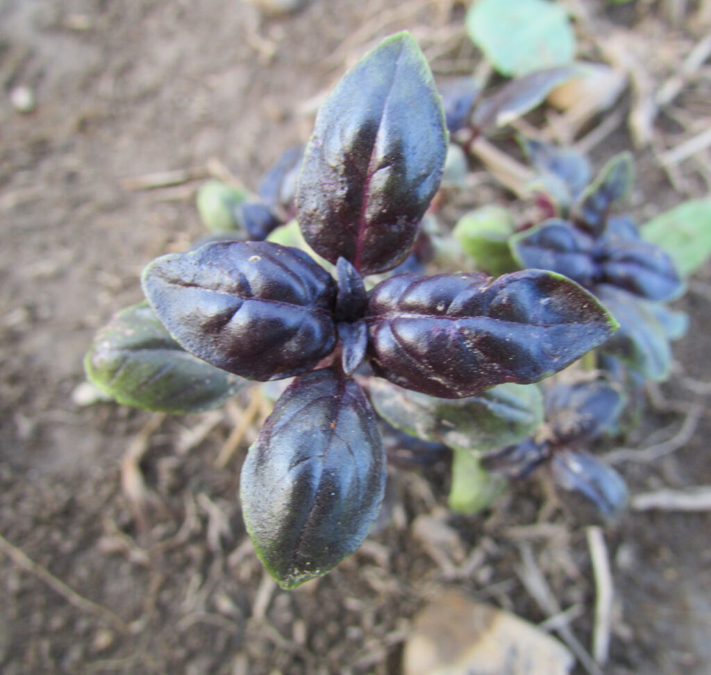 Herb - Basil - Red Rubin - St. Clare Heirloom Seeds