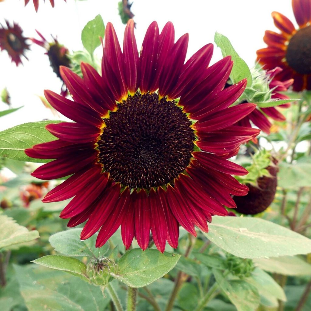 Flower - Sunflower - Chocolate Cherry - St. Clare Heirloom Seeds