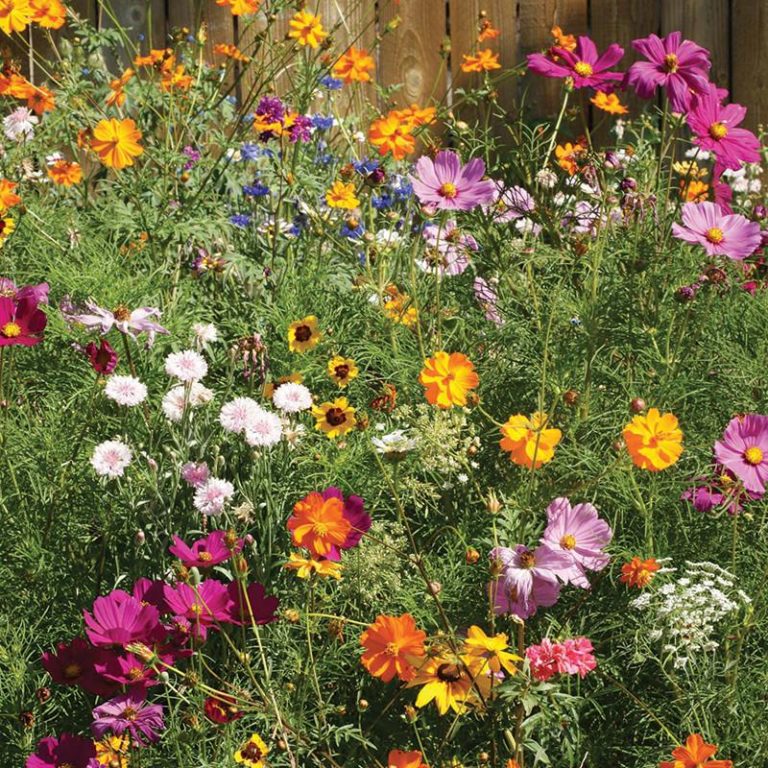 Flower - Wildflower - Cut Flower Mix - St. Clare Heirloom Seeds