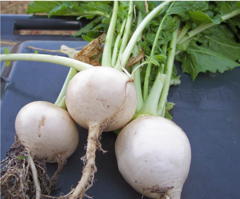 Heirloom Turnip Planting Guide: From Seed to Harvest - St. Clare ...