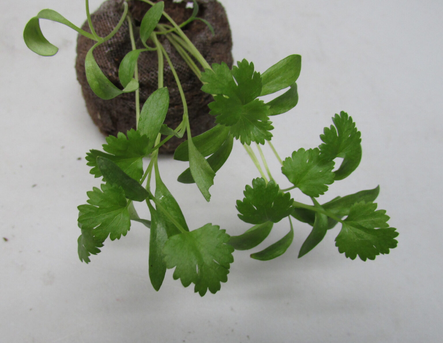 Herb - Cilantro - Coriander (Slow Bolt) - St. Clare Heirloom Seeds