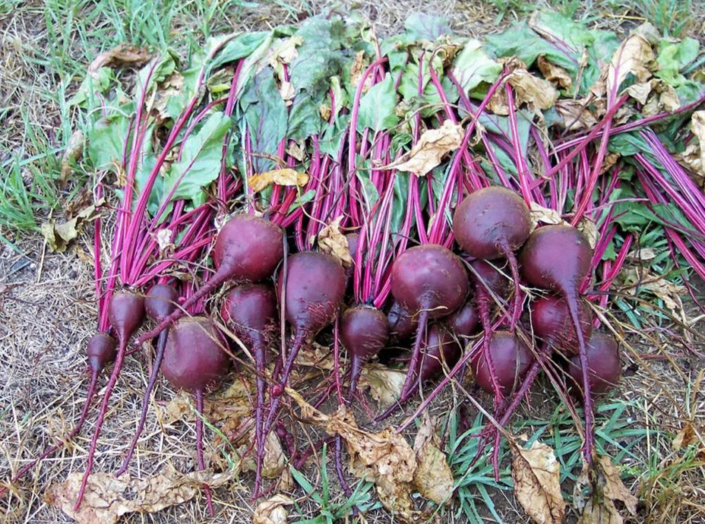 Beet - Crosby's Egyptian - St. Clare Heirloom Seeds