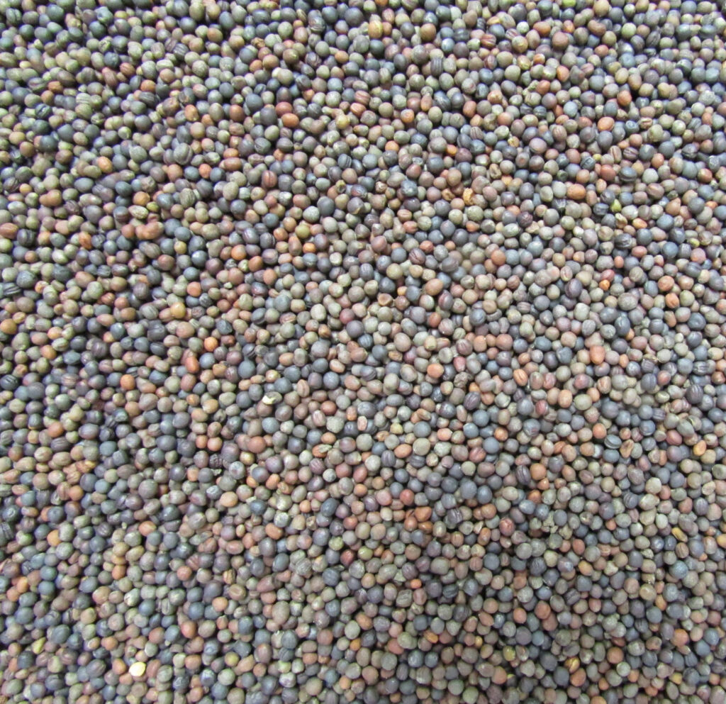 Broccoli - DeCicco - St. Clare Heirloom Seeds