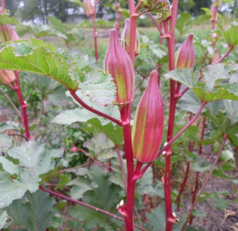 Okra - Hill Country Red - St. Clare Heirloom Seeds
