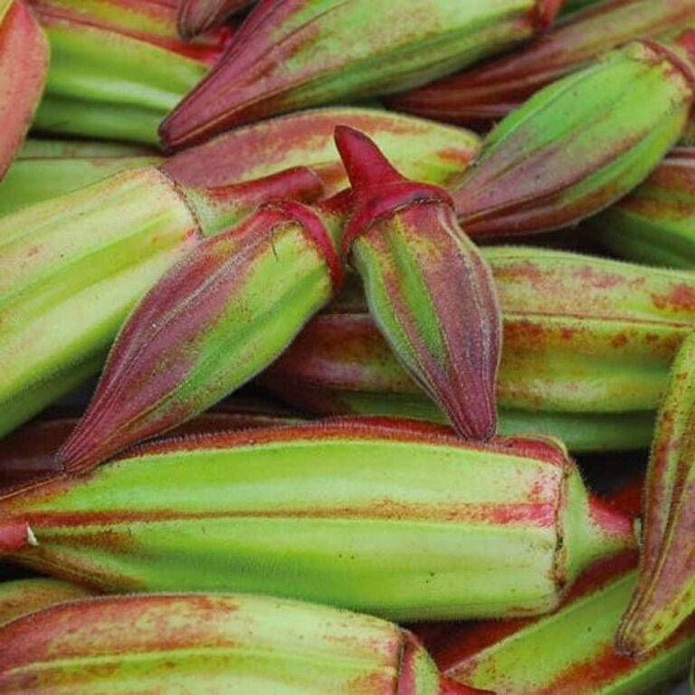Okra - Hill Country Red - St. Clare Heirloom Seeds